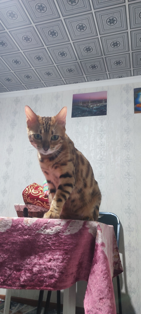 Бенгальские кот сотилади боласи УГИЛ бола факат болаи сотилади