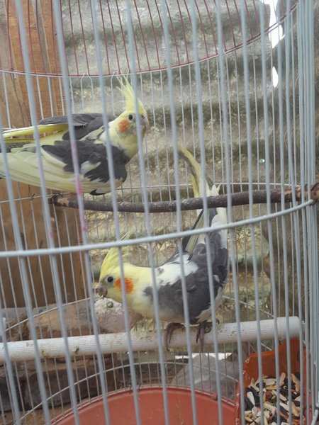 Korella papugay sotiladi Soglom yeb ichish yaxshi