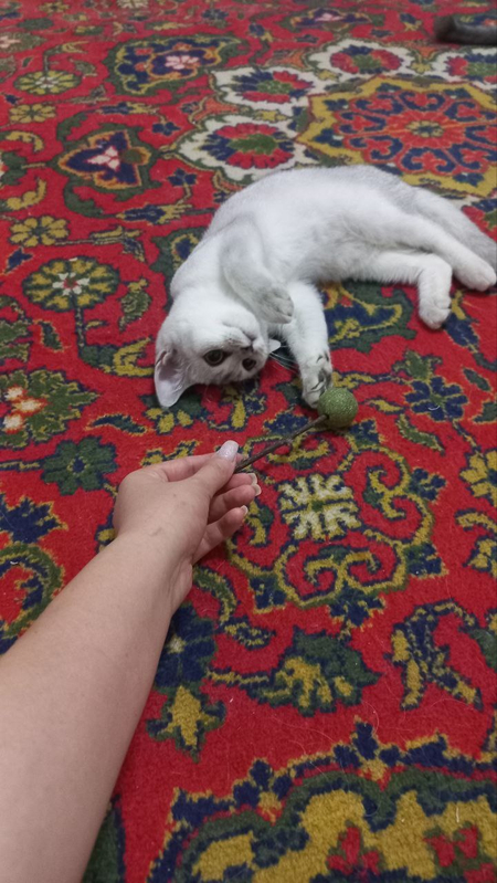 Мушук зотли кошка котик котёнок серебристая шиншилла киз угил бор