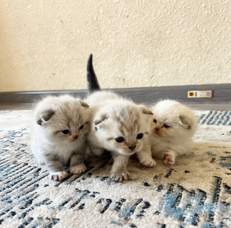 Шотландский кот с голубыми глазами