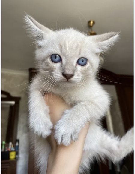 Кошечка милая маленькая