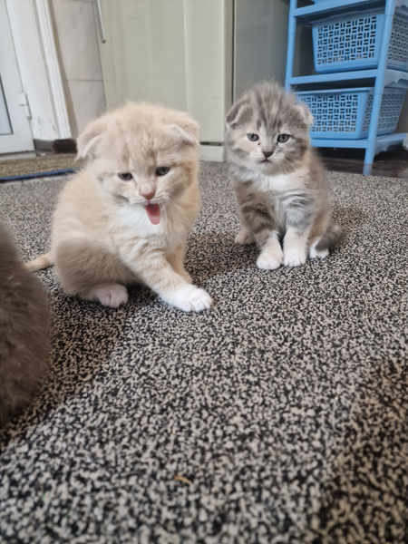 Шотландские котята