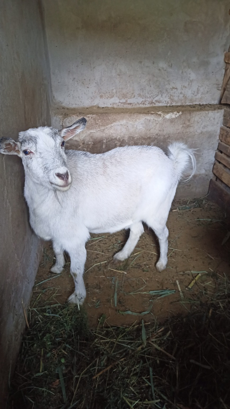 Продам свою домашнюю козу