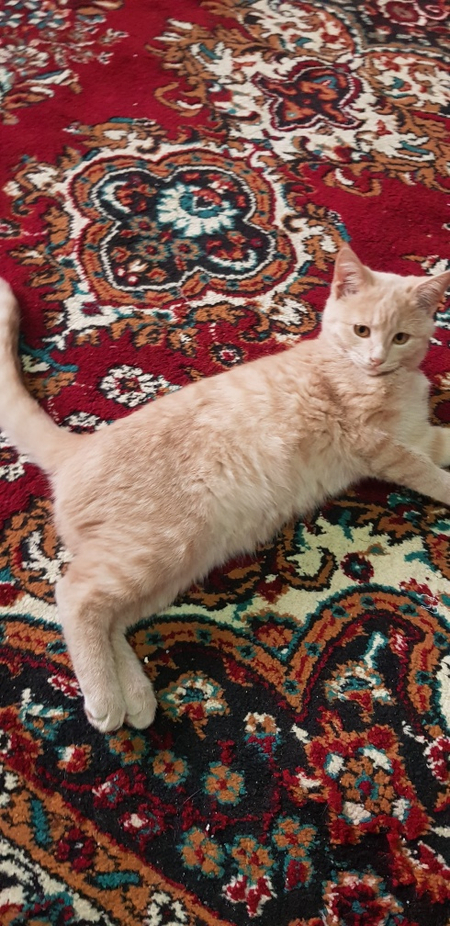 Котёнок Европейский короткошерсный 4 месяца