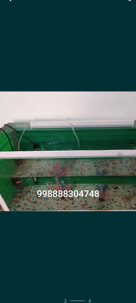 Akvarum baliqlari bilan