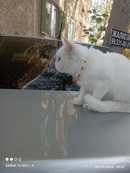 ZorZoti. Skottish strayt 6oylik qiz sogʻlom oyinqaroq