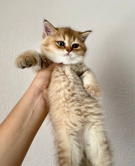 Котенки Скотиш Шиншилла Приучены к лотку