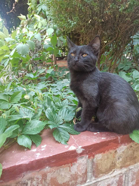 Пристраивается самый ласковый котёнок