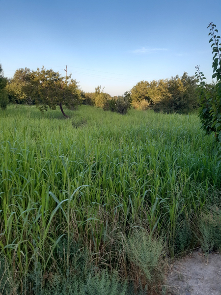 O't sotiladi sudanka