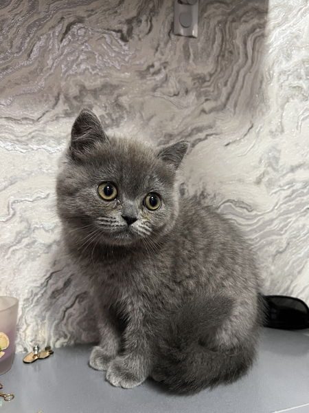 Скоттиш страйт
