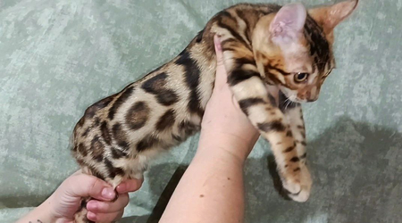 Бенгальские котята
