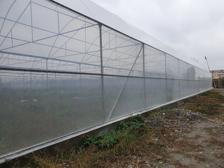 Sotiladigan parnik bor 100x108 metir kv