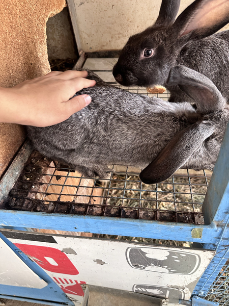 Без  гаратьи