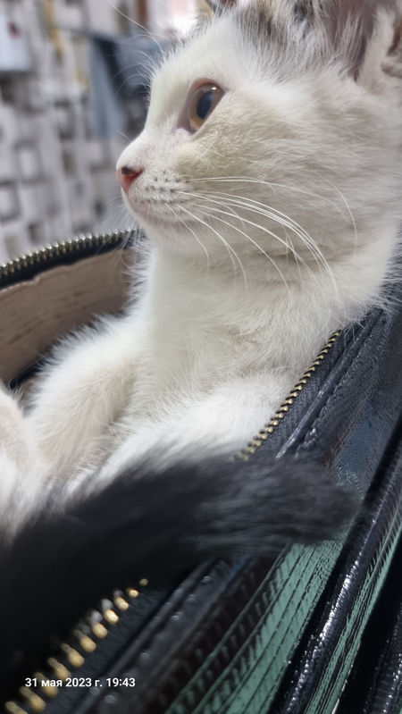 Породистые длинношерстные котята