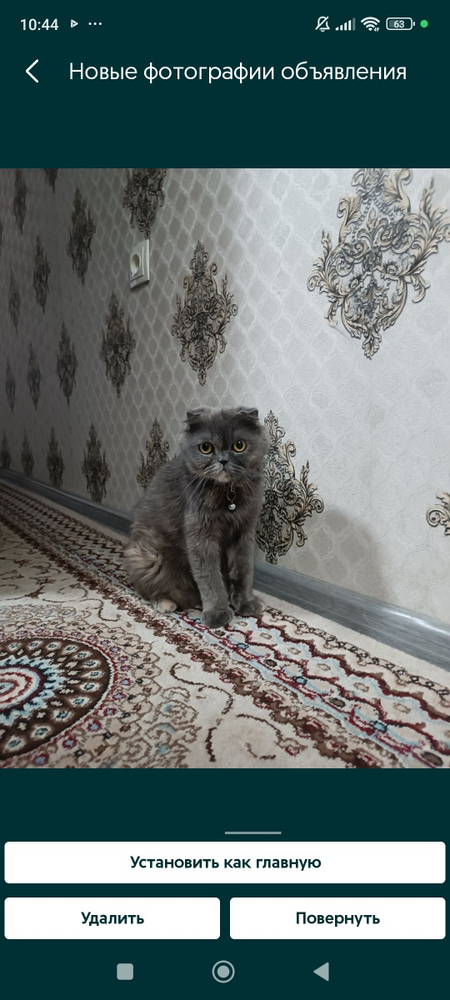 Продаётся кошка фолт