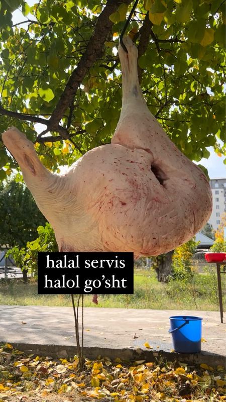 Qassob xizmati, halol go’sht, qo’ylar, kalla pocha