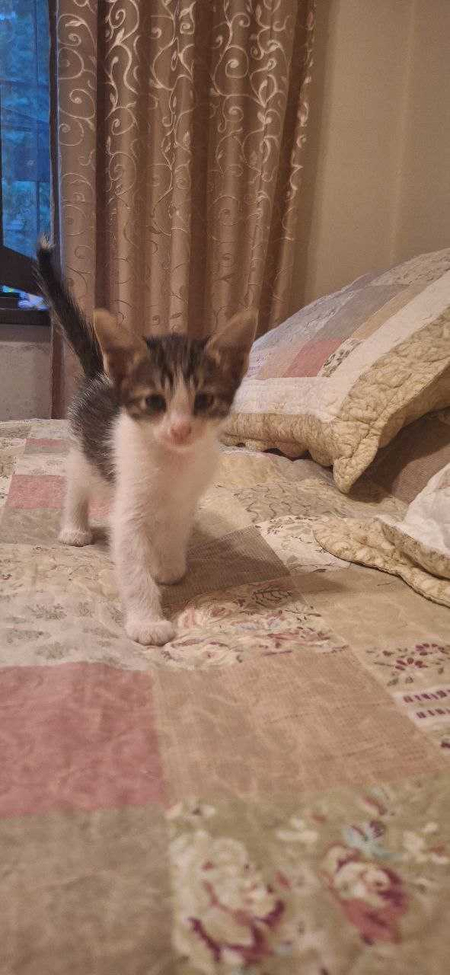 Котята домашние - бесплатно