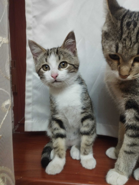 Срочно продаёться котят