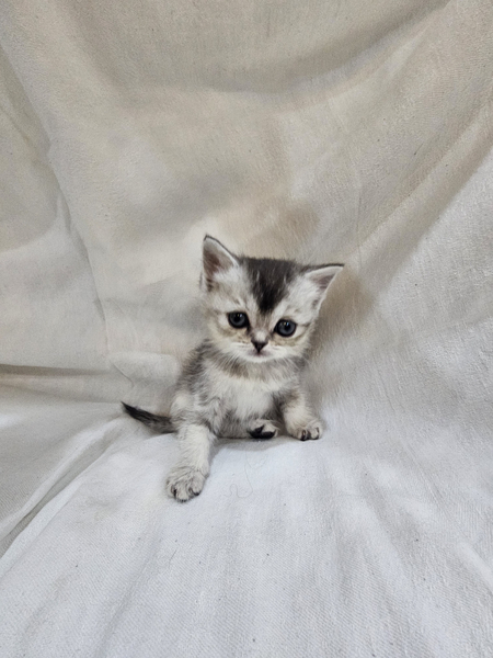 Девочка Скотиш Страйт