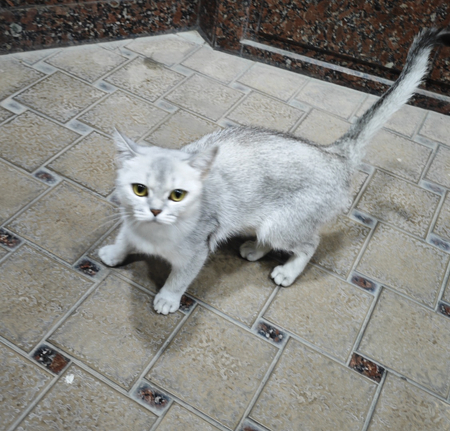 Пропала кошка яккасарой р
