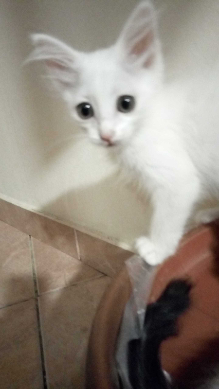 Котенок породы ангора белого цвета.