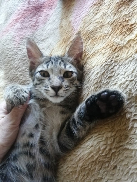 Грей! Мальчик 4 месяца.