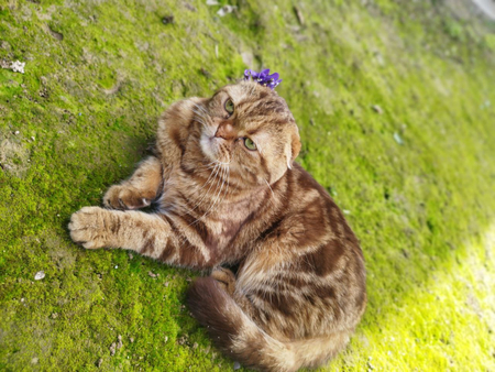 Шотландский Скотиш Фолд (Чистокровный)