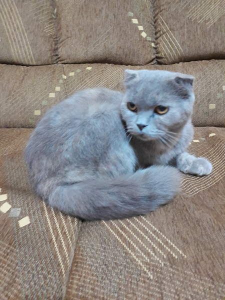 Scottish fold продам  в хорошие руки