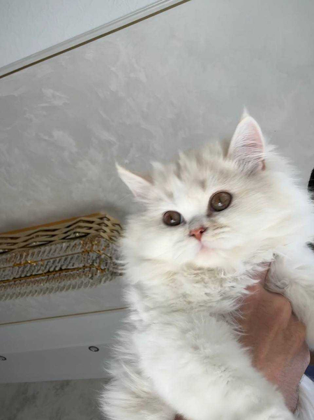 Котята скоттиш фолд и скоттиш страйт