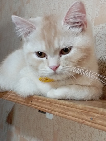 Шотландский котёнок 4 мес. мальчик
