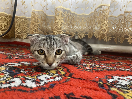 котенок скоттиш страйт мама фолд папа страйт очень умная игривая