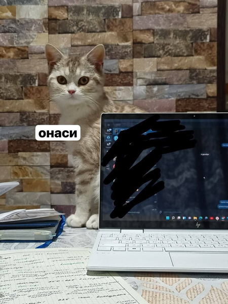 Котенки Скоттиш страйт