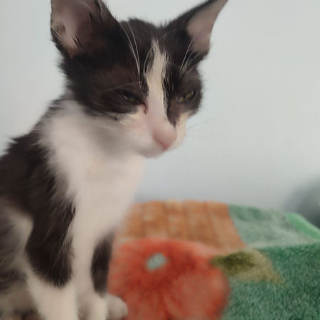 Бесплатно котята в добрые руки