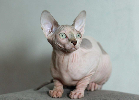 Котятатки Сфинск