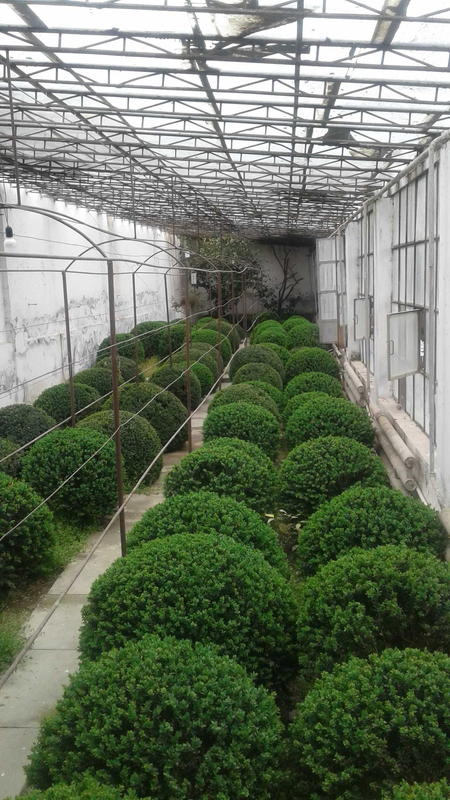 Продаються вечнозелёные кустарники шамшот (самщит) (шамшод) .