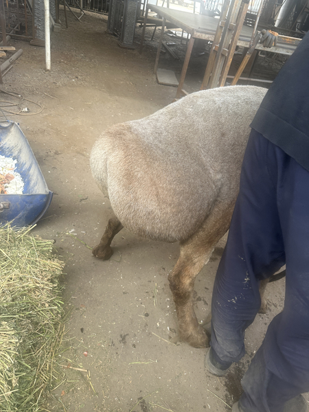 Qurbonliga halol pokiza kotta qochqorla  150 kg