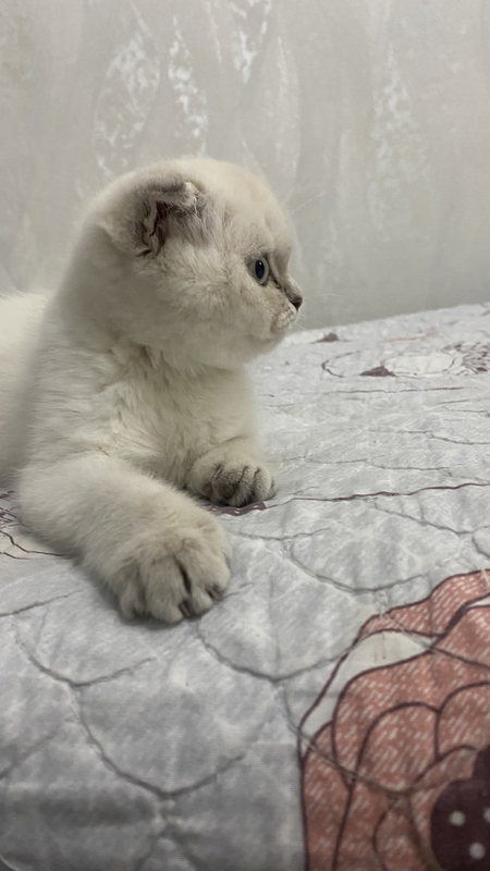 scottish fold срочно