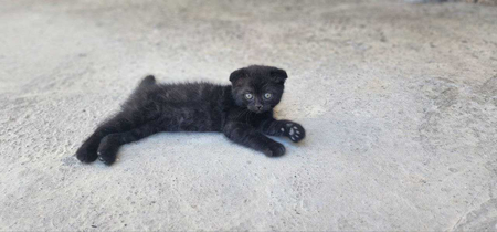 Породистые котята