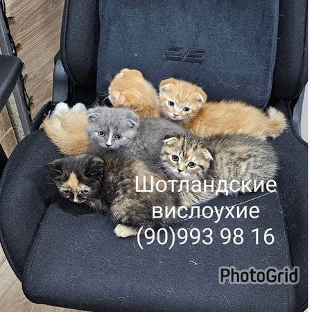 Продаются шотландские вислоухие