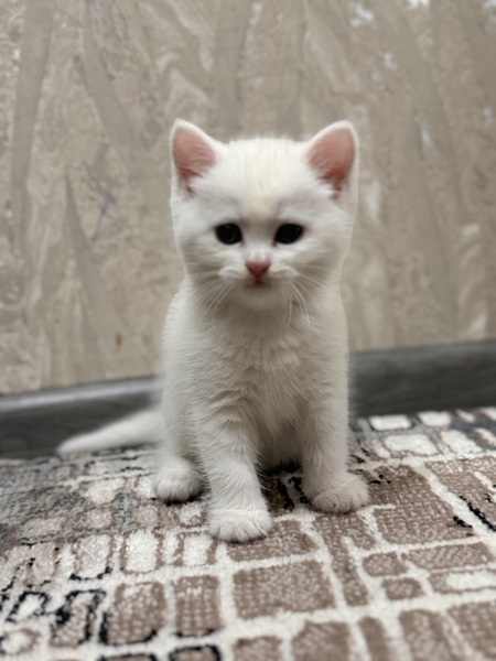 Turetskiy angora