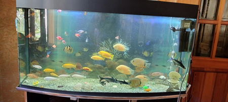 akvarium tozalash chistka по городу
