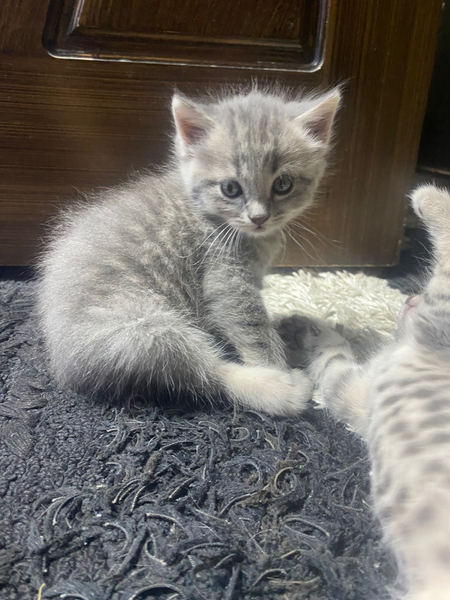 Продаю милых котят