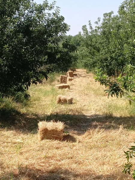 Toza hashak, qiltanogʻlari yoʻq. Mol,qoʻy mazza qip yodi 100 ta bor