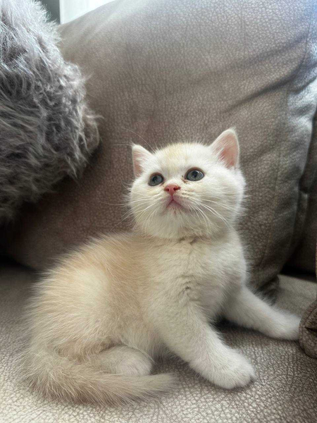 Продаются шикарные котята