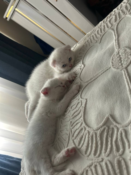 Продается котёнок
