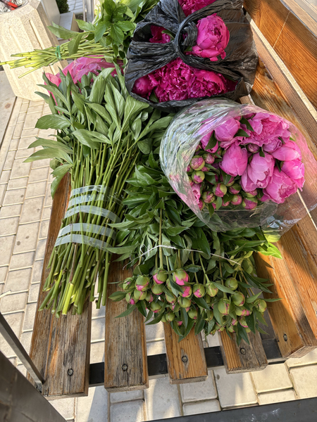 Pion gul kochatlarini sotaman