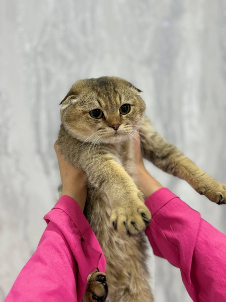 Скоттиш фолд 7 oylik narhi 99$ kami yoq