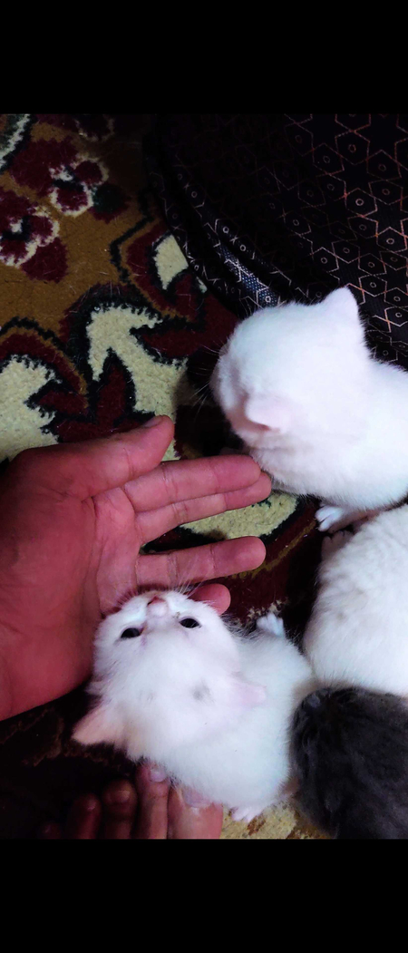 Продаются котята