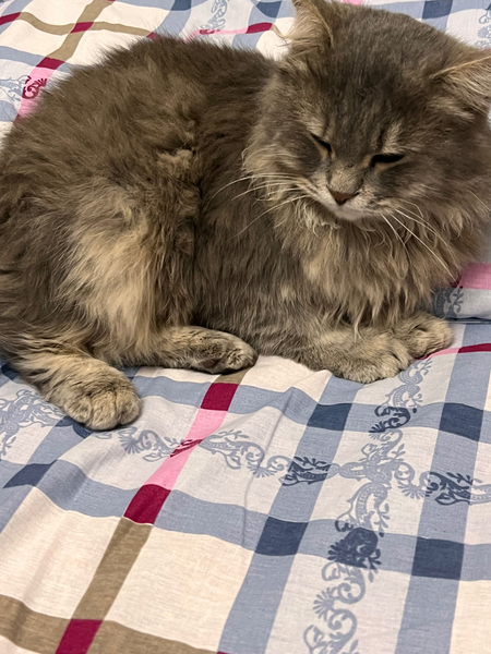 Сибирский кот