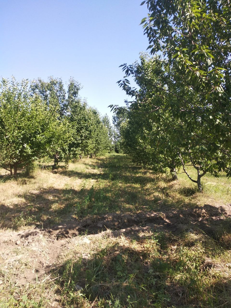 Gilos bog' sotiladi